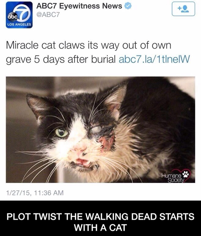 FindThatMeme - Meme ABC7 Eyewitness News abc @ABC7 LOS ANGELES Miracle ...